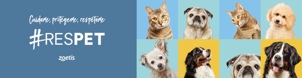 Zoetis | Respet | Fotógrafo de perros y gatos